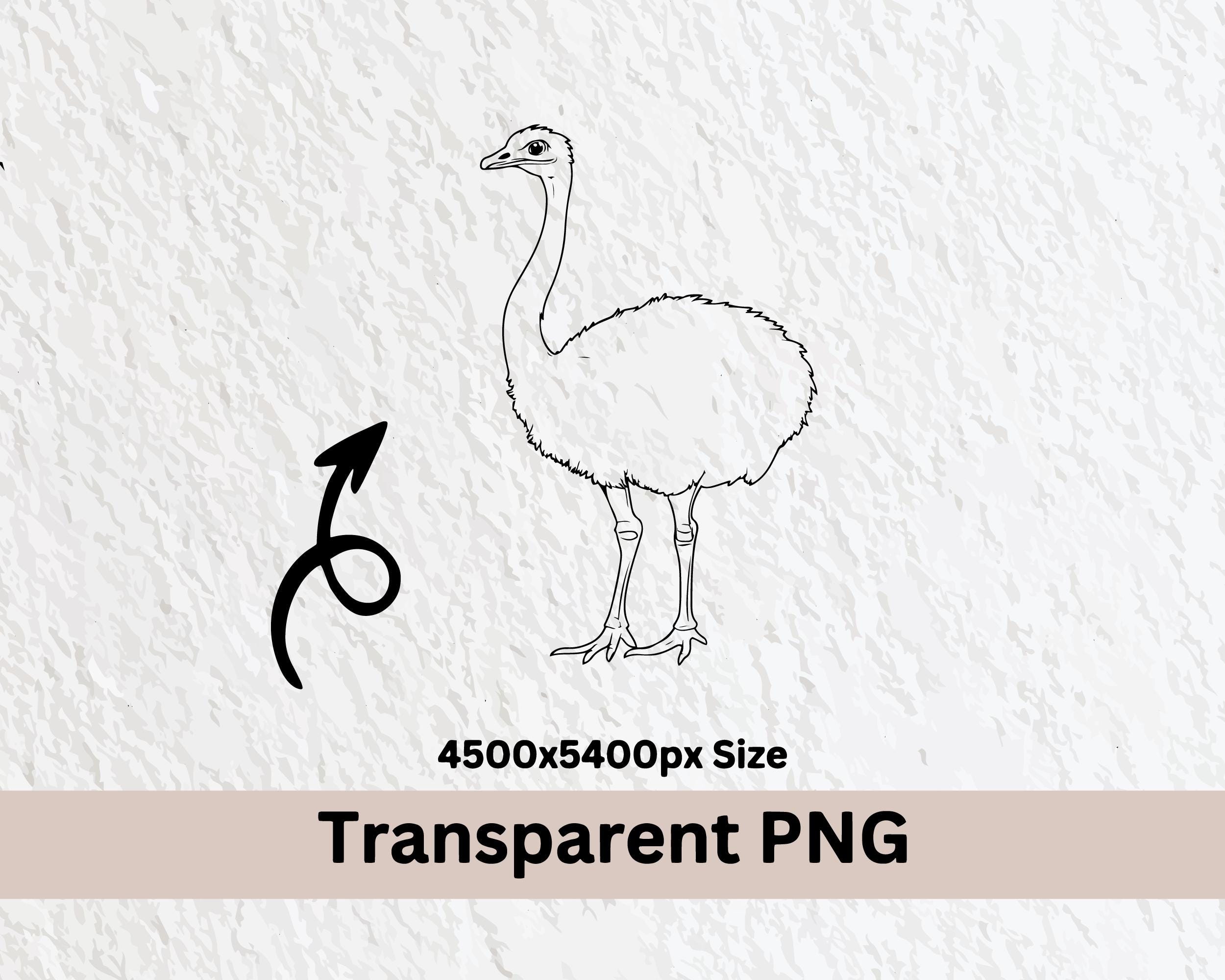 Ostrich Svg Bundle, Ostrich Silhouette, Ostrich Clipart Png, Ostrich ...