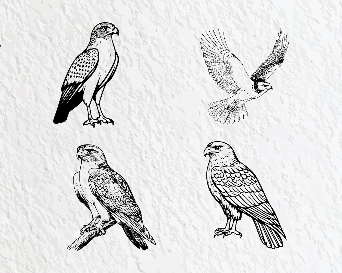 Hawk Svg Bundle, Hawk Silhouette, Hawk Clipart Png, Hawk Outline, Hawk ...