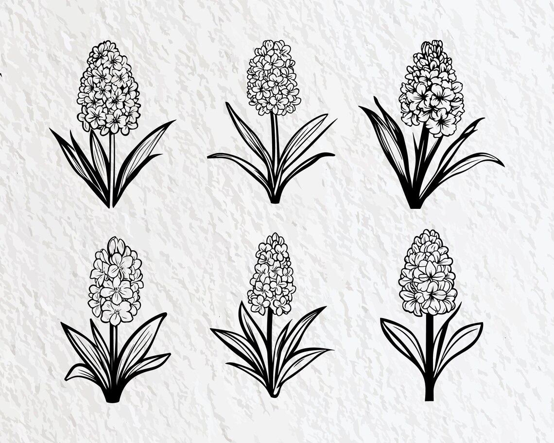 Hyacinth Svg Bundle, Hyacinth Silhouette, Hyacinth Clipart Png ...