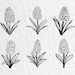 Hyacinth Svg Bundle, Hyacinth Silhouette, Hyacinth Clipart Png ...