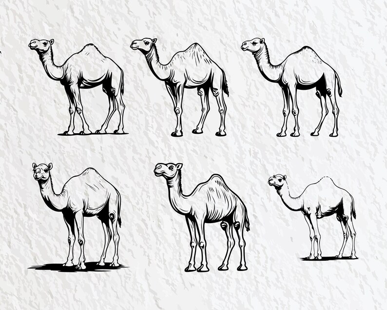 Camel Svg Bundle, Camel Silhouette, Camel Clipart Png, Camel Outline ...