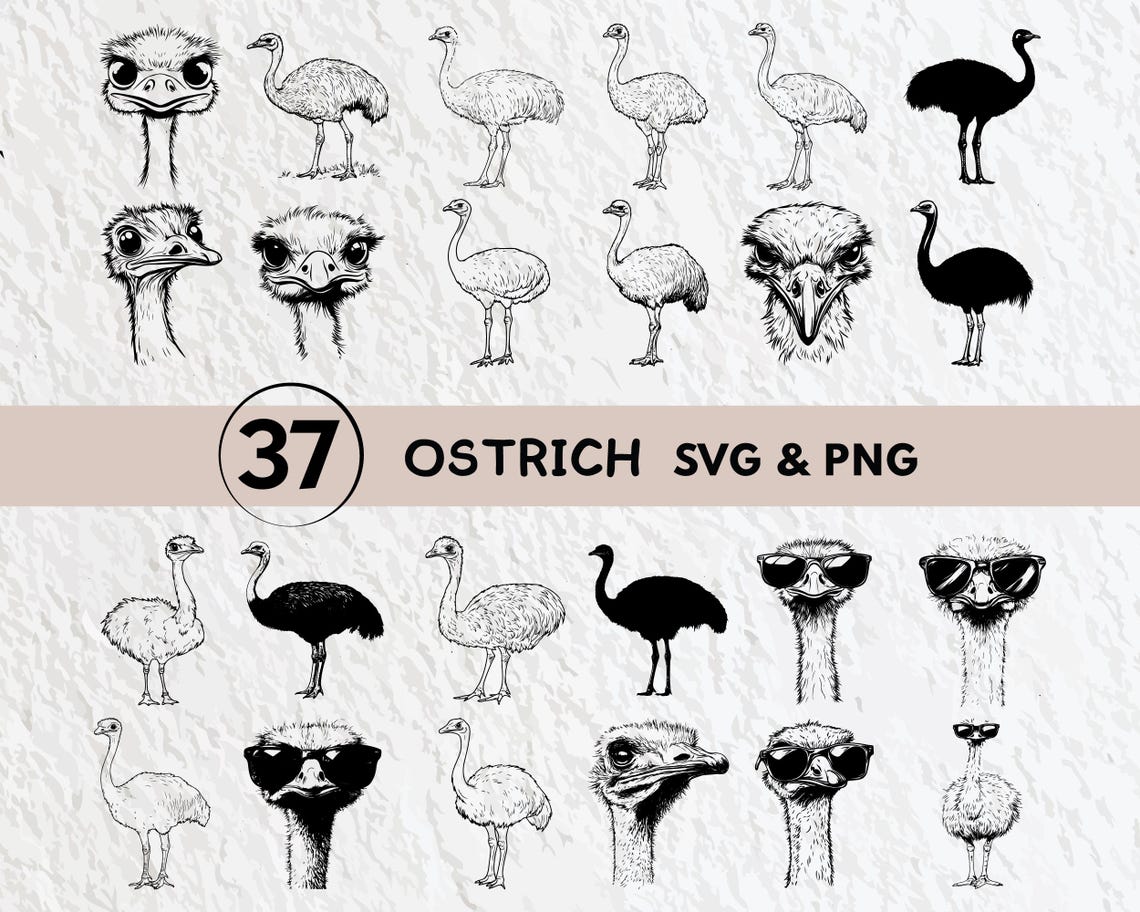 Ostrich Svg Bundle, Ostrich Silhouette, Ostrich Clipart Png, Ostrich ...