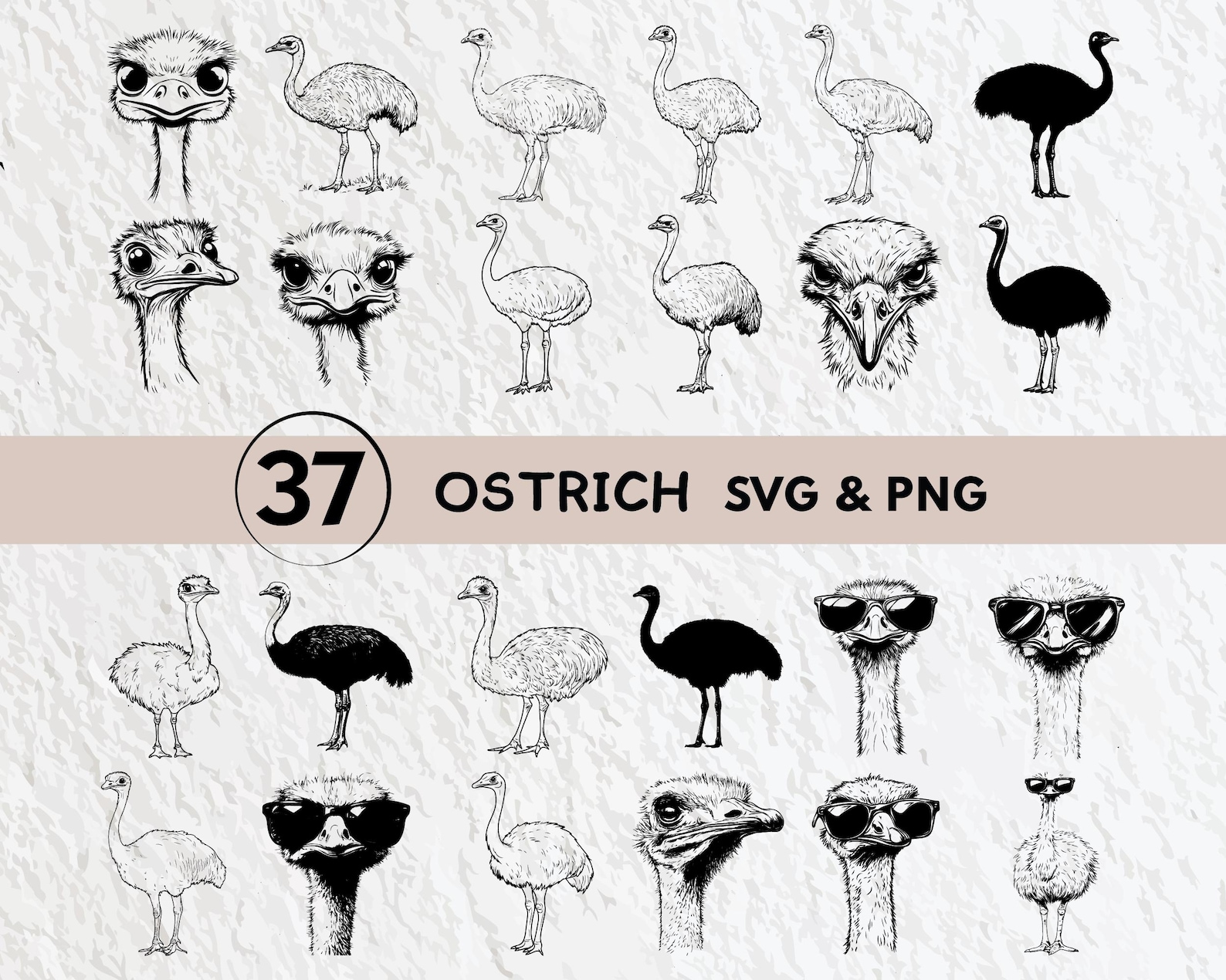 Ostrich Svg Bundle, Ostrich Silhouette, Ostrich Clipart Png, Ostrich ...
