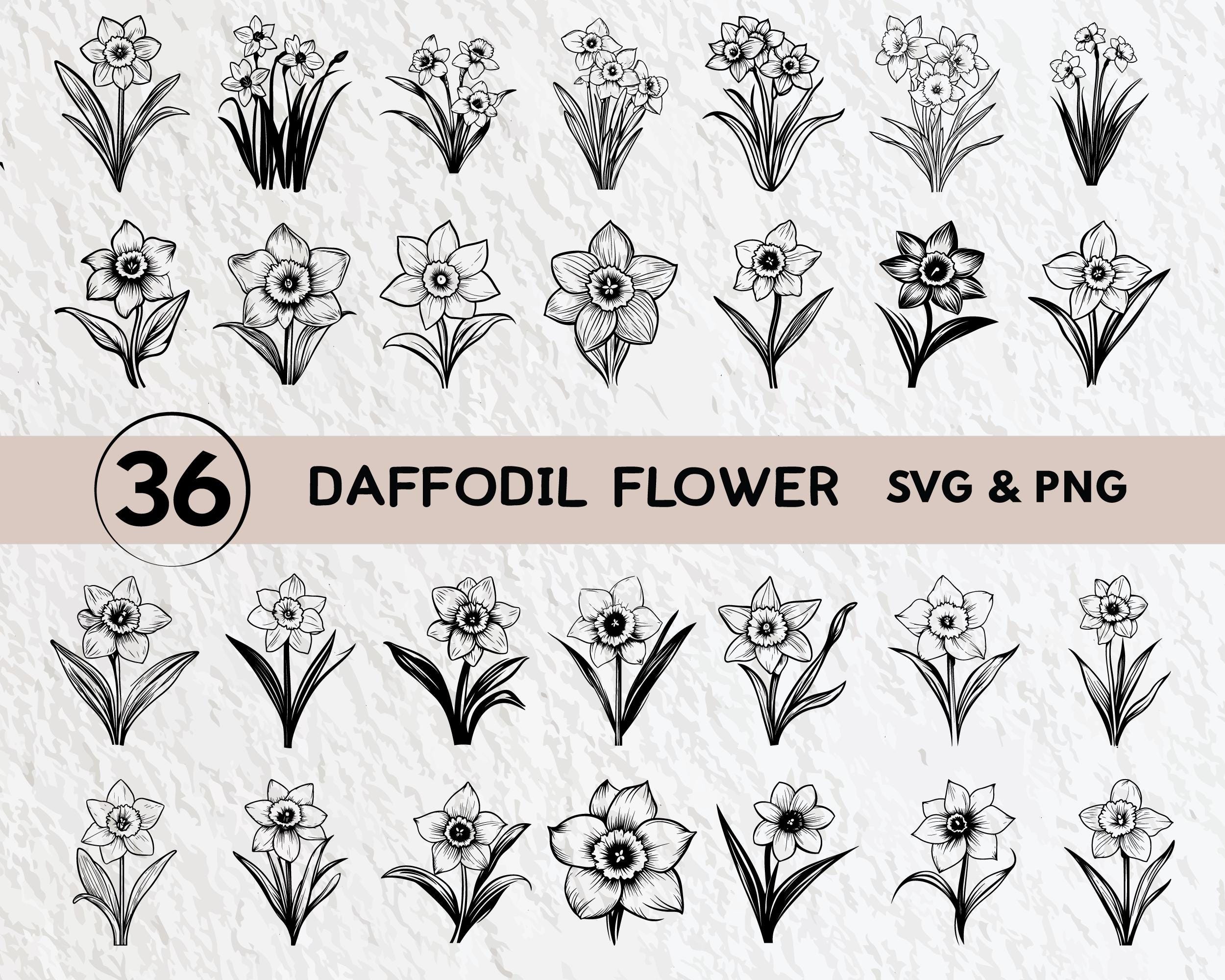 Daffodil Flower Silhouette Bundle: SVG, PNG, Cricut Cut Files (digital ...