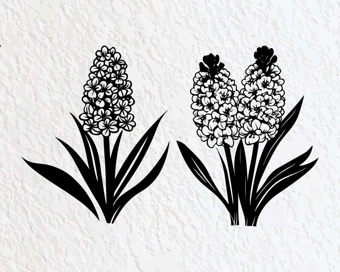 Hyacinth Svg Bundle, Hyacinth Silhouette, Hyacinth Clipart Png ...
