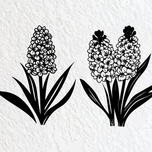 Hyacinth Svg Bundle, Hyacinth Silhouette, Hyacinth Clipart Png ...
