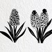 Hyacinth Svg Bundle, Hyacinth Silhouette, Hyacinth Clipart Png ...