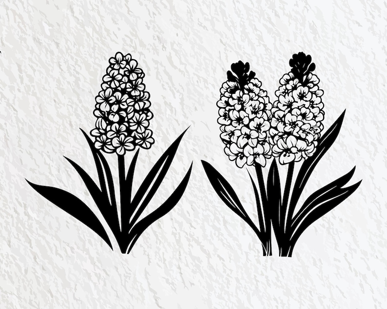 Hyacinth SVG Bundle: Floral Silhouette, Clipart, Vector (cricut Cut ...