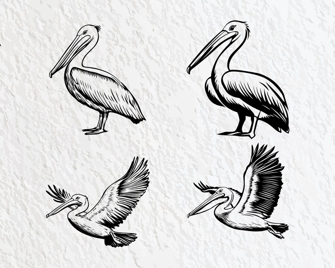 Pelican Svg Bundle, Pelican Silhouette, Pelican Clipart Png, Pelican ...