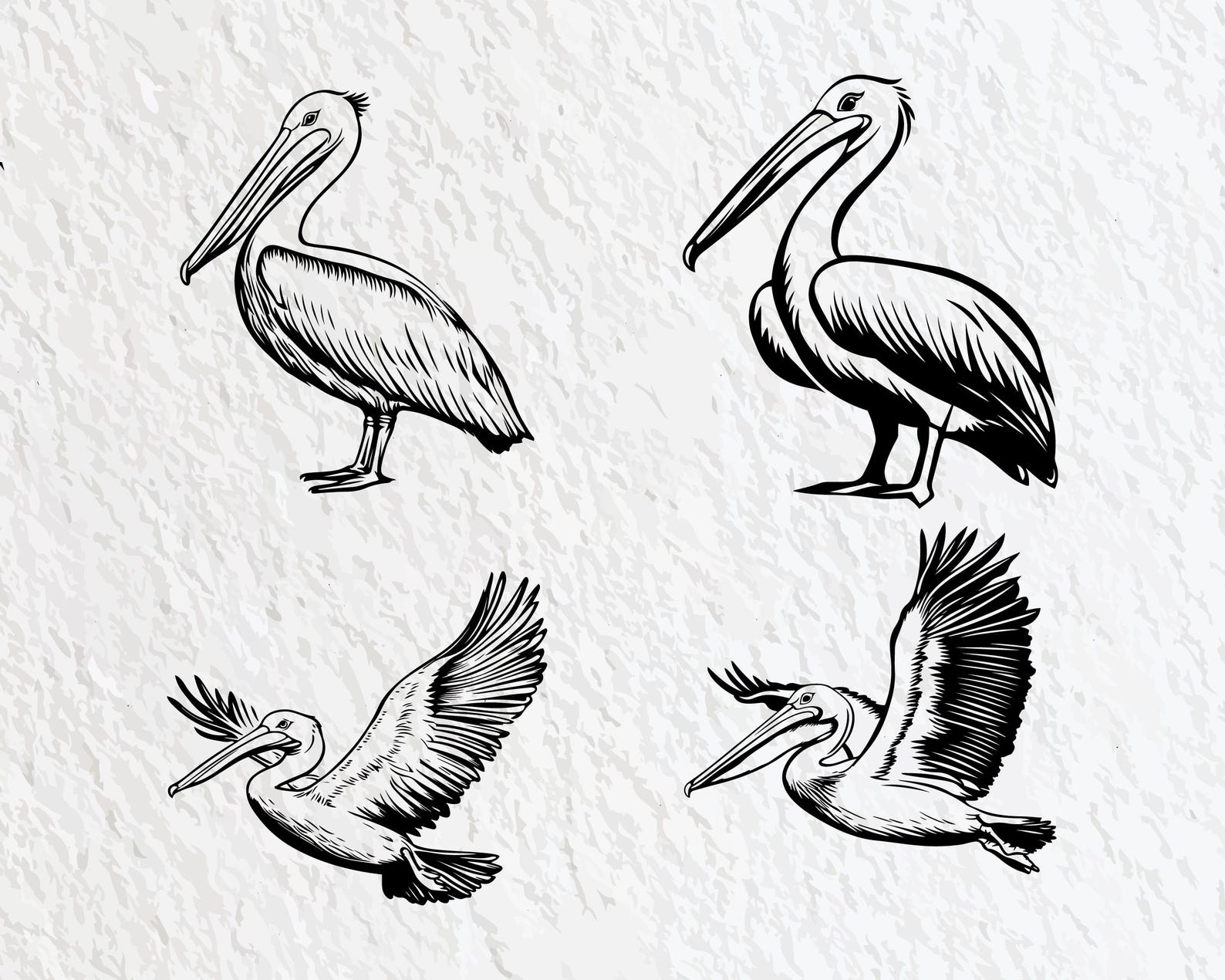 Pelican Svg Bundle, Pelican Silhouette, Pelican Clipart Png, Pelican ...