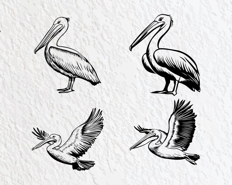 Pelican Svg Bundle, Pelican Silhouette, Pelican Clipart Png, Pelican ...