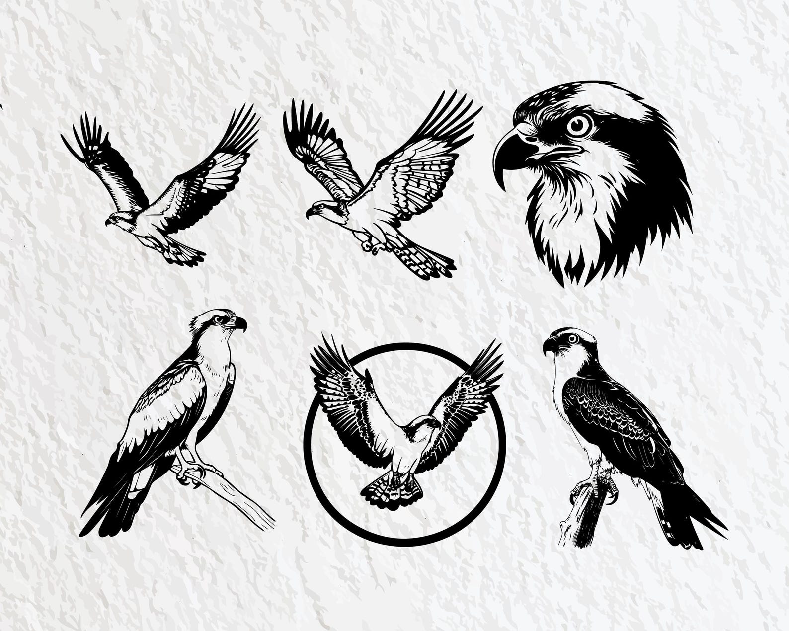 Osprey Svg Bundle, Osprey Silhouette, Osprey Clipart Png, Osprey ...