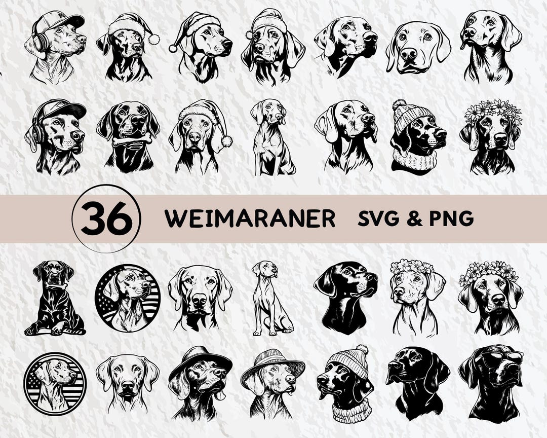 Weimaraner Svg Bundle, Weimaraner Silhouette, Weimaraner Clipart Png ...