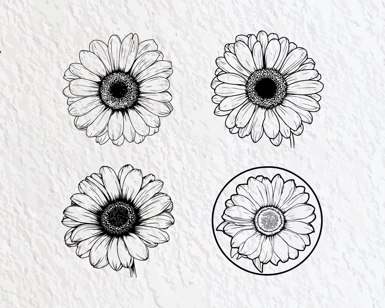 Gerbera Flower SVG Bundle: Floral Clipart, Vector Graphics (digital ...