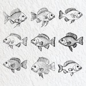 Bluegill Svg Bundle, Bluegill Silhouette, Bluegill Clipart Png ...