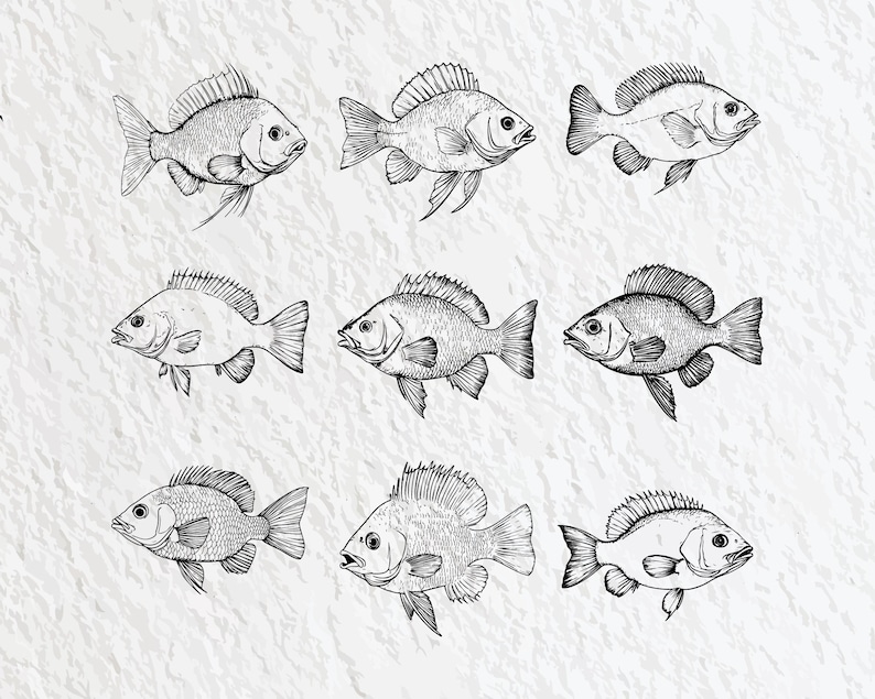 Bluegill Svg Bundle, Bluegill Silhouette, Bluegill Clipart Png ...