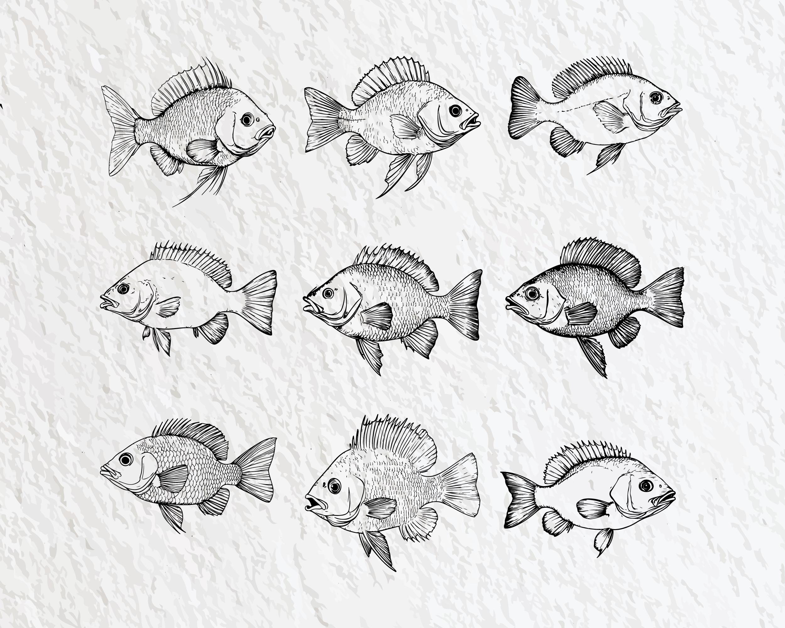 Bluegill SVG Bundle: Fish Silhouette Clipart, Cricut Decal Files - Etsy