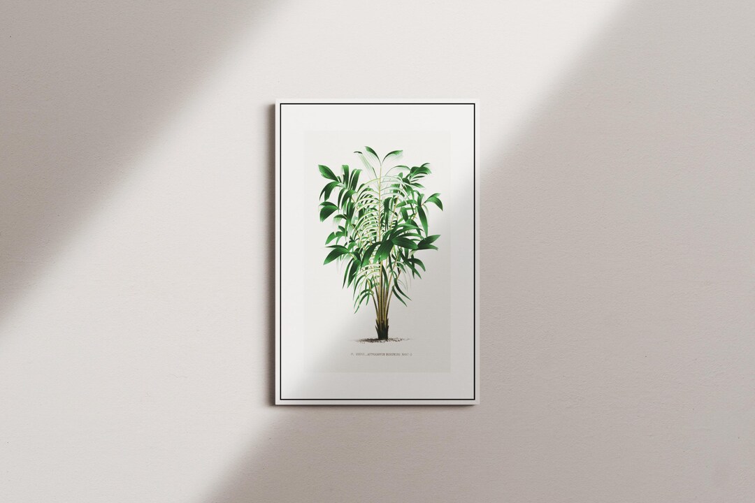 Astrocaryum Murumuru Poster | Botanical Art Print | Vintage Botanical ...
