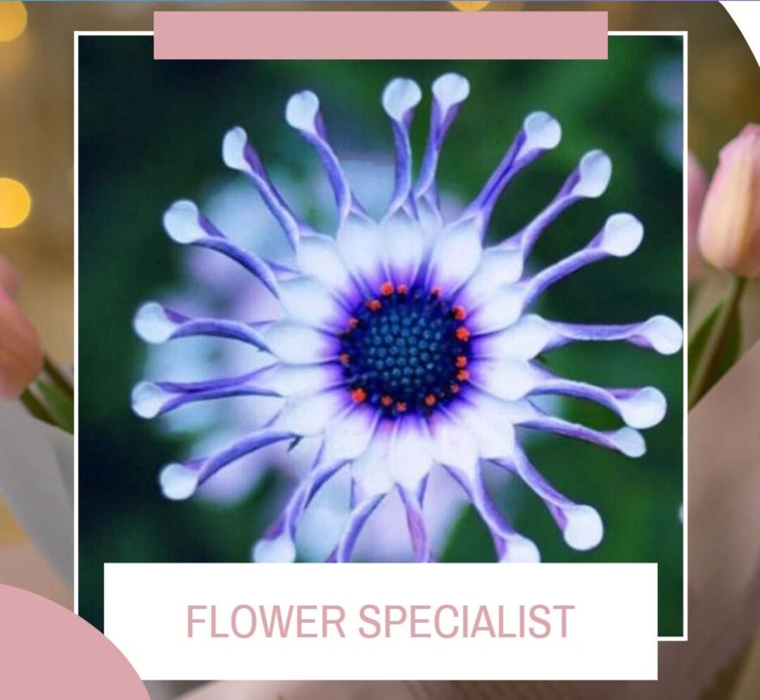 100 Rare Blue Daisy Colorful Flowers Seeds for Garden Unique, Vibrant ...