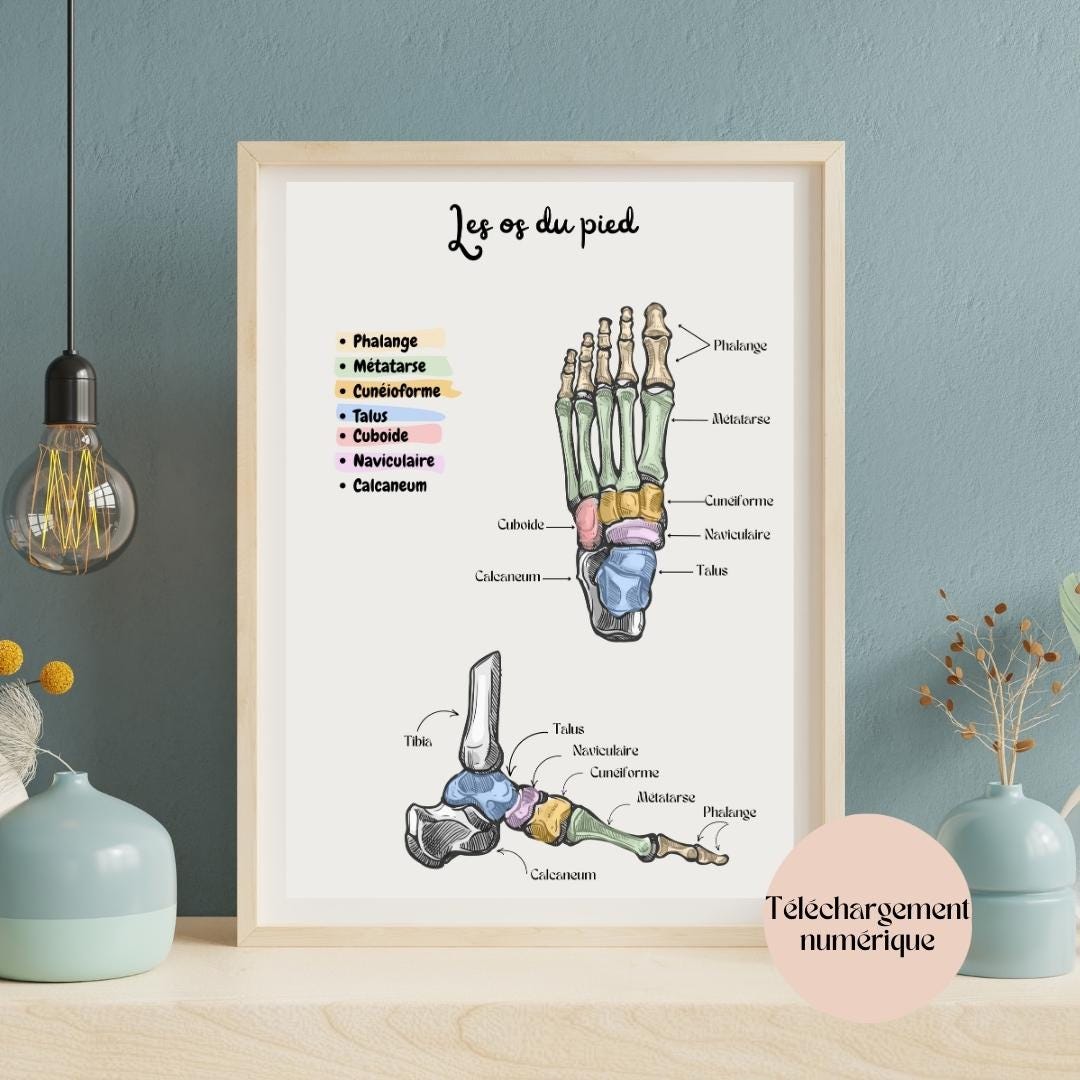 Foot Bones Poster, Anatomy Poster, Human Anatomy, Doctor Poster ...