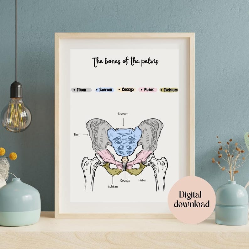 Pelvic Bones Poster, Poster Anatomy, Pelvis Anatomy, Physiothérapie ...