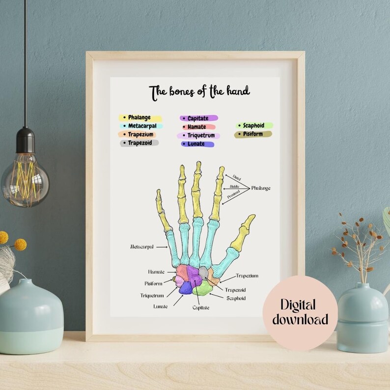 Anatomy Poster, Poster Hand Bone, Anatomy Art, Anatomy Prints, Medical ...