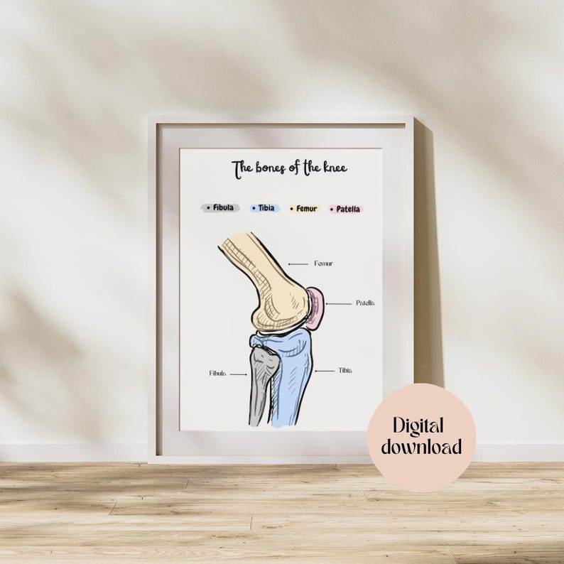 The Bones of the Knee, Anatomy Poster, Bones, Anatomy of the Knee ...