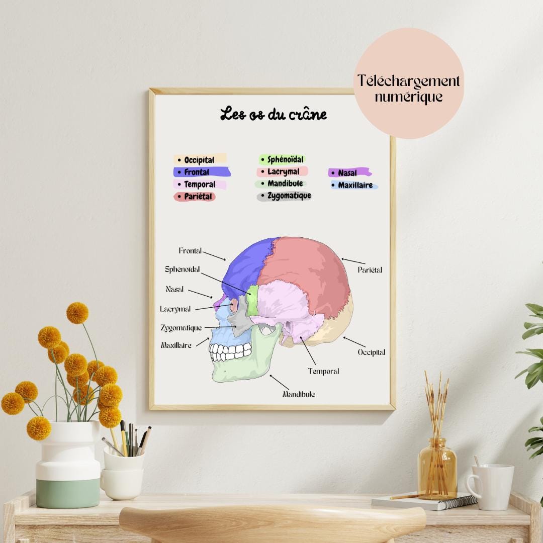 Skull Bones Poster, Anatomy Poster, Human Anatomy, Doctor Poster ...