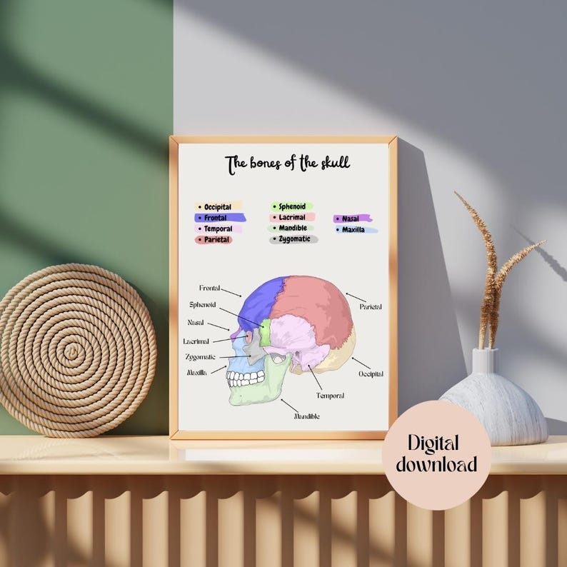 The Bones of the Skull , Skull Poster, Anatomy Poster, Cranial Bones ...
