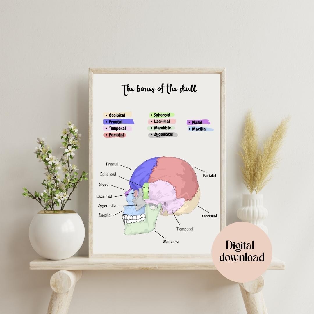 The Bones of the Skull , Skull Poster, Anatomy Poster, Cranial Bones ...