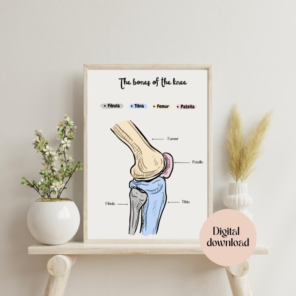 The Bones of the Knee, Anatomy Poster, Bones, Anatomy of the Knee ...
