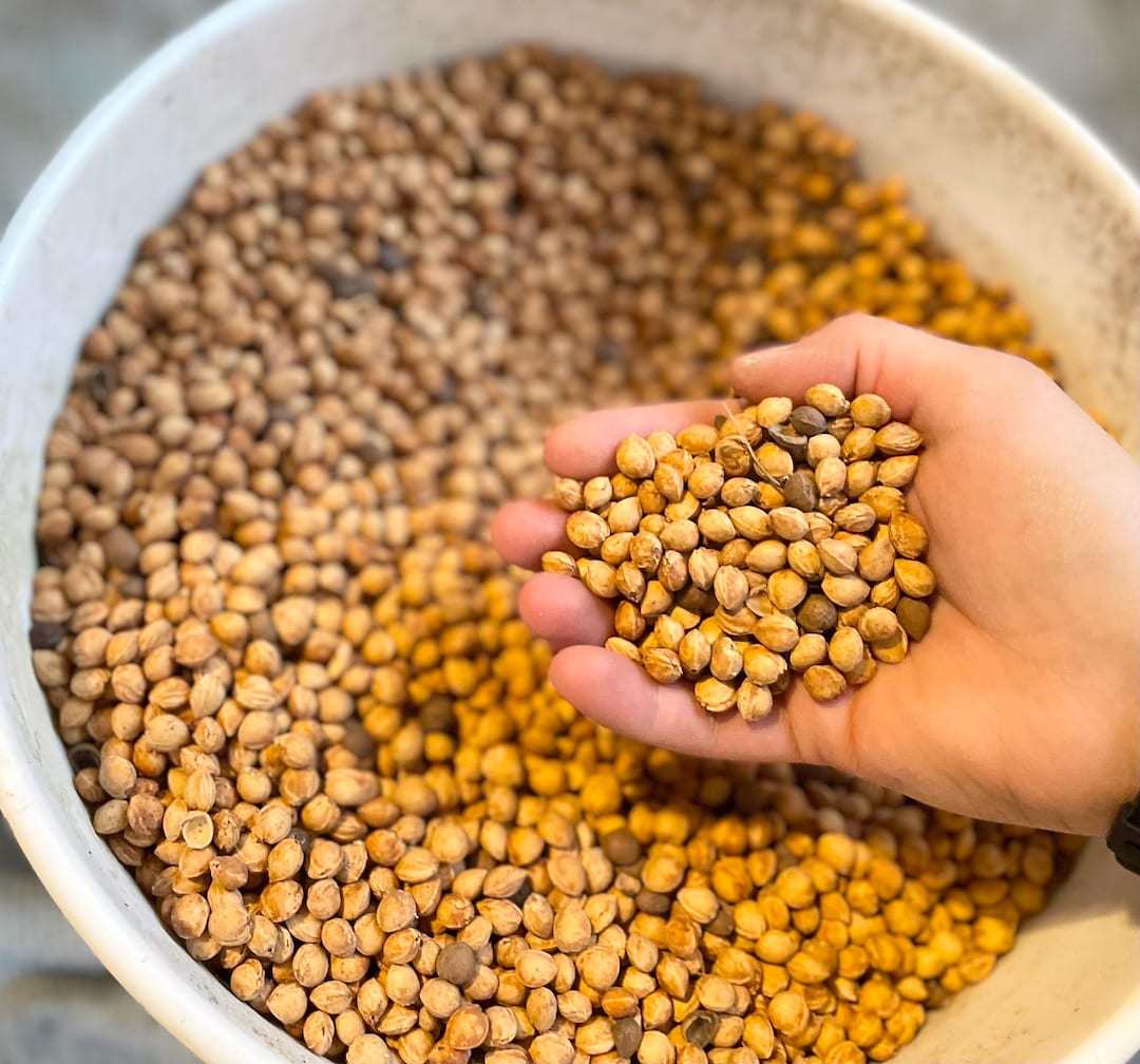 Bulk Cherry Pits, 5 Lb. Bag, Craft Supply Cherry Pits, No Chemicals or ...