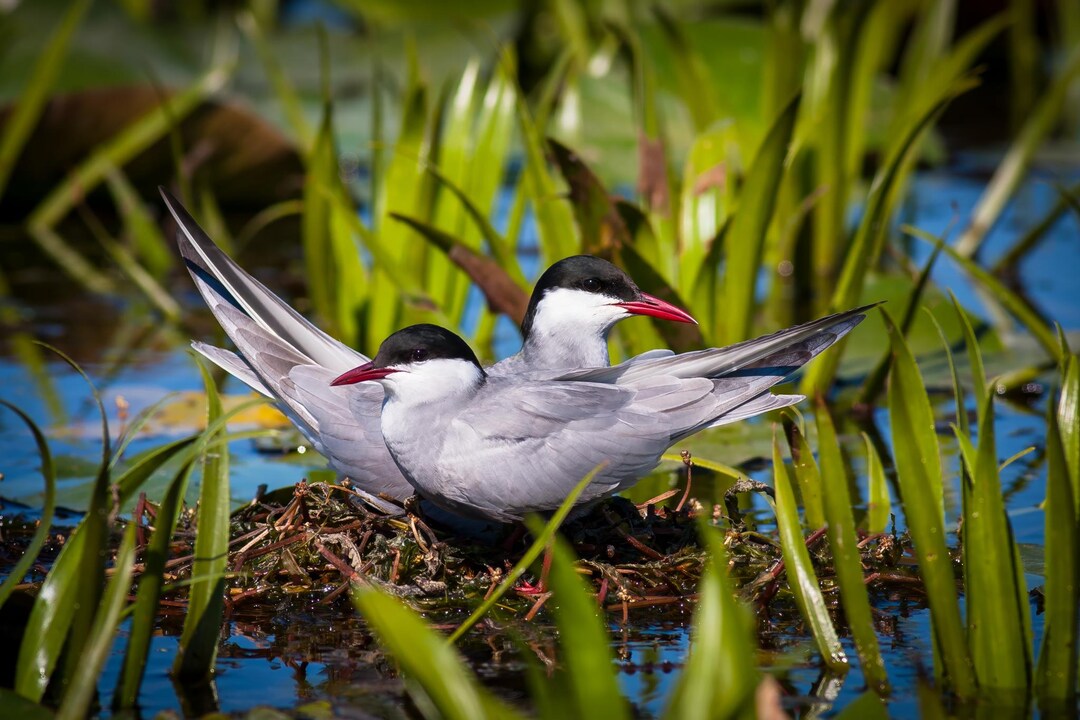 Printable Wildlife Photo of Whiskered Terns |instant Digital Download ...