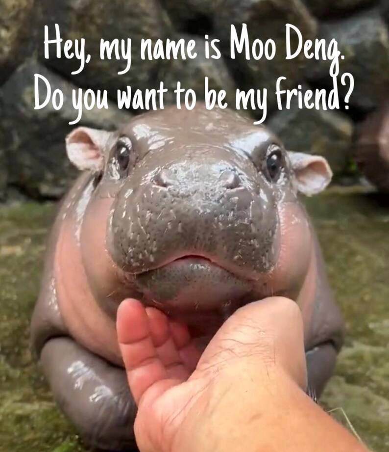 Moo Deng Baby Hippo Amigurumi Internet Sensation Crochet Handmade ...