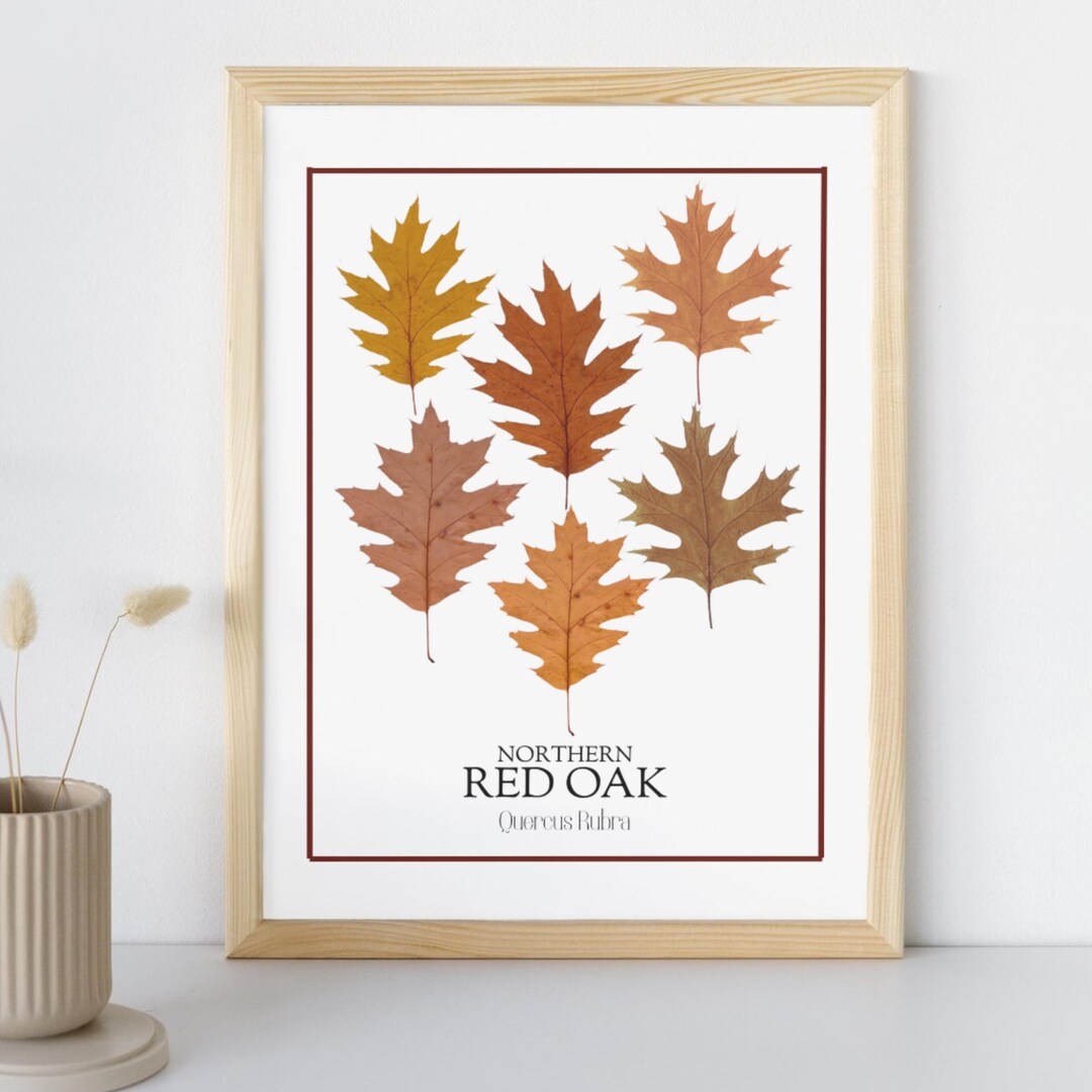 Northern Red Oak Leaf Print: Botanical Wall Art (digital Download - Etsy