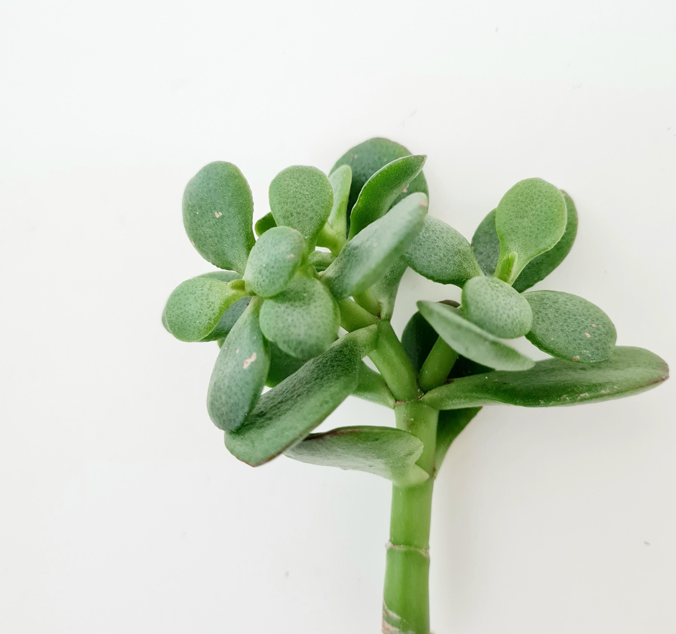 Jade Money Plant Cuttings (crassula Ovata), Easy-care Succulent, Lucky ...