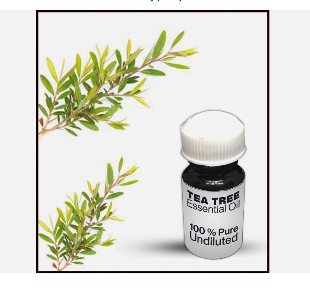 Tea Tree Essential Oil / Oil Blend 100% Pure Tea Tree Essential Oil ...