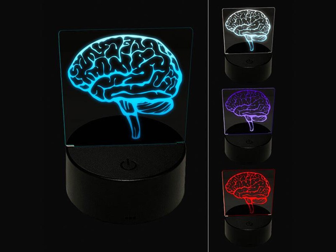 Human Brain With Cerebellum and Medulla Oblongata 3D Illusion LED Night ...