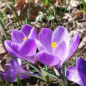 Spring Crocus Photography Prints - Etsy