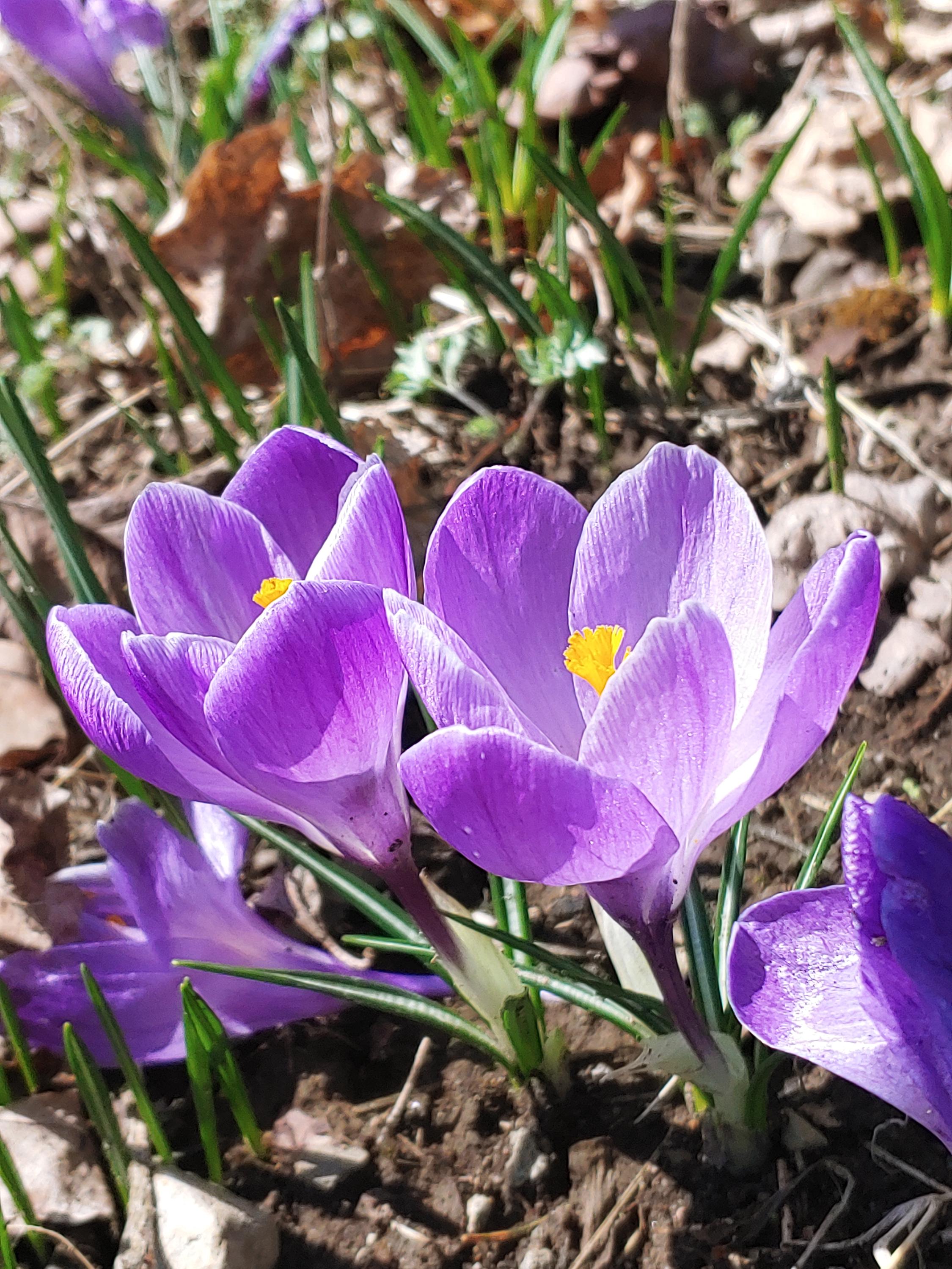 Spring Crocus Photography Prints - Etsy