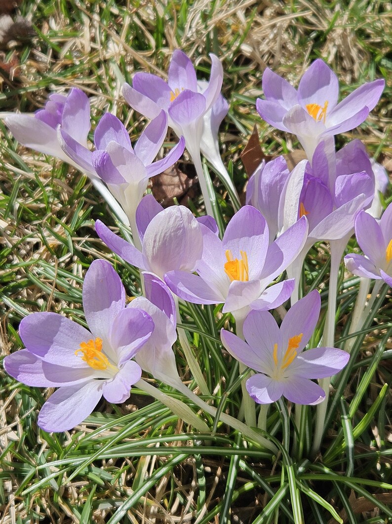 Spring Crocus Photography Prints - Etsy