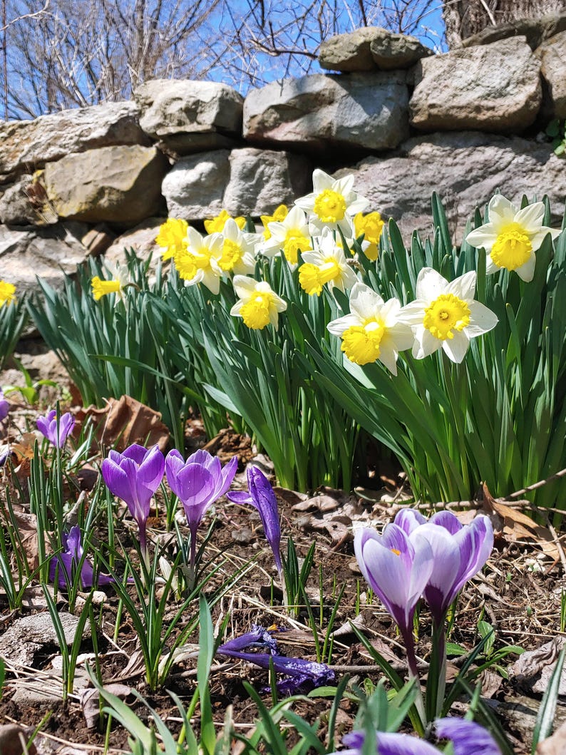 Spring Crocus Photography Prints - Etsy