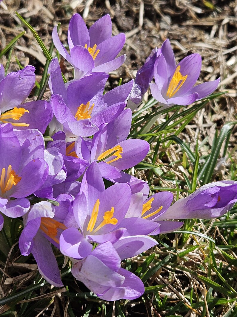 Spring Crocus Photography Prints - Etsy