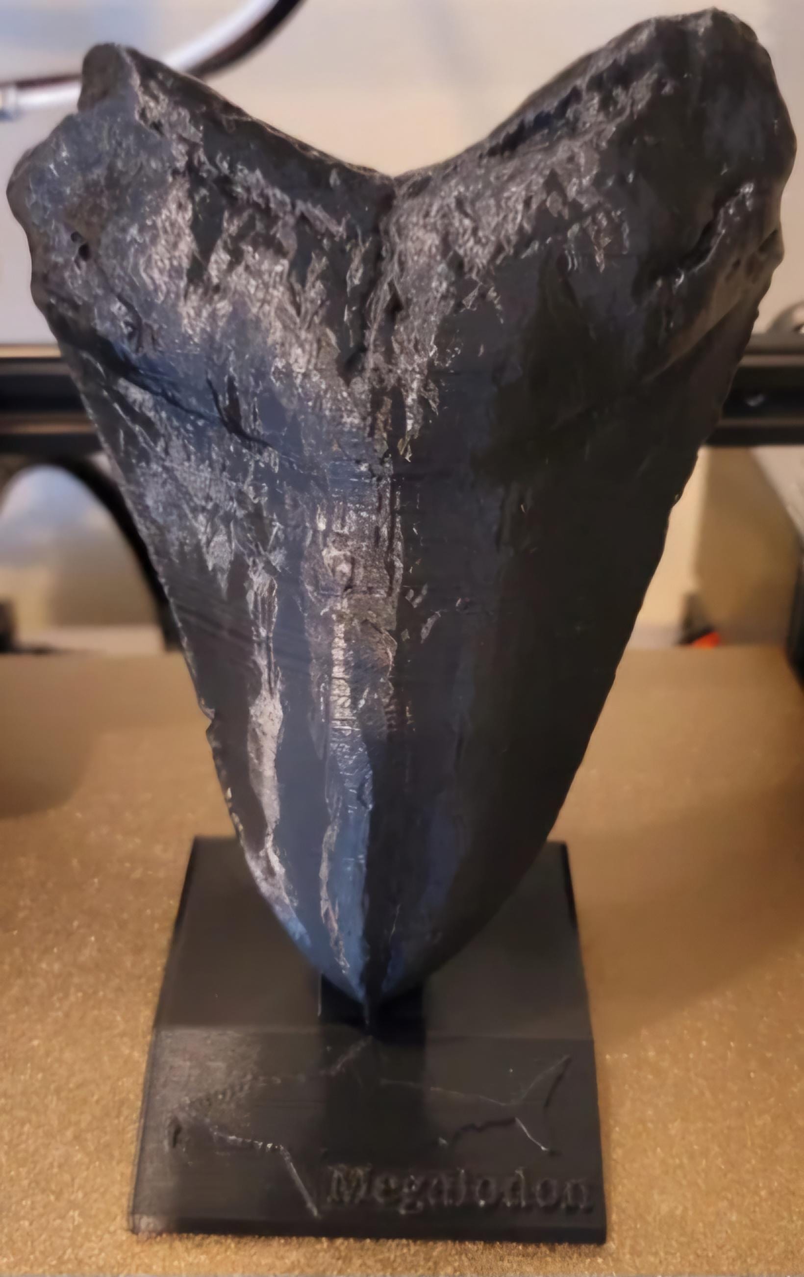 Megalodon Shark Tooth Bust - Realistic Prehistoric Decor, Fossil ...