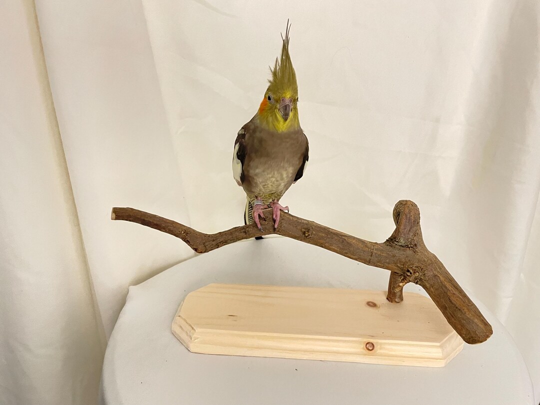SALE!! Bird Perch, All Natural Wood, Safe for Birds - Etsy
