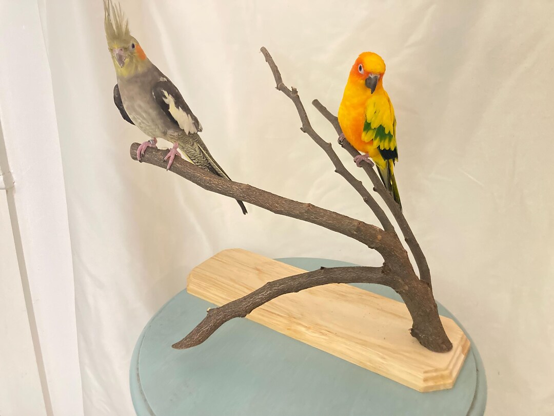 SALE Bird Perch, All Natural Wood, Safe for Birds - Etsy