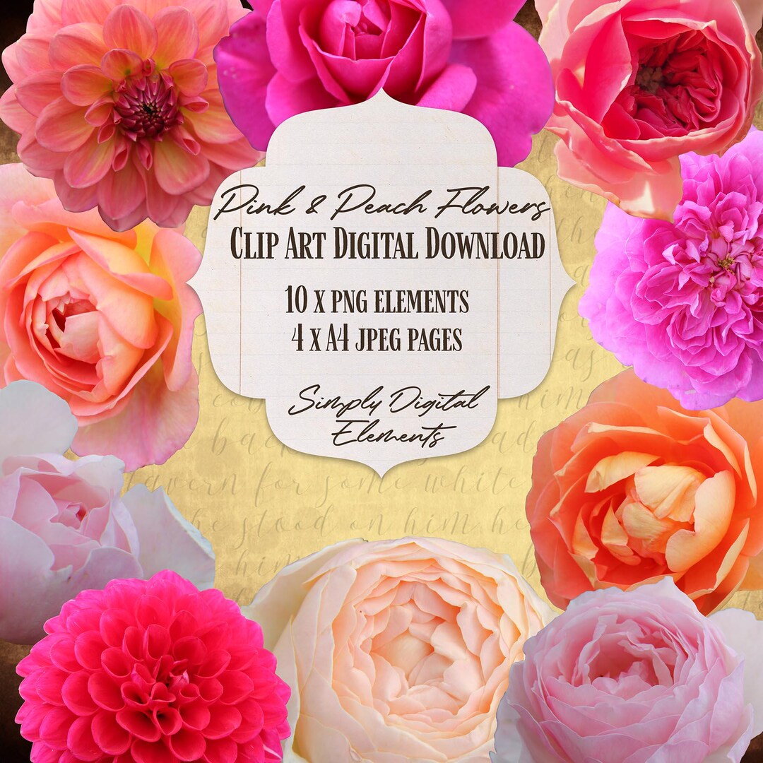 Peach and Pink Flower Clip Art, Realistic, Roses, Chrysanthemum ...