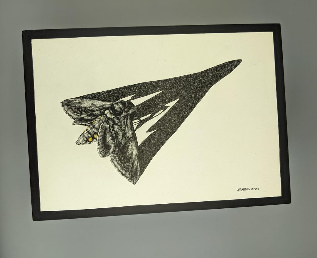 Tobacco Hornworm Moth Scratchboard Art on Black Wooden Box - Etsy