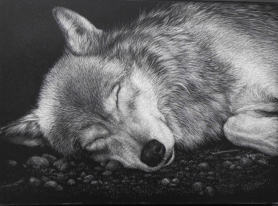 Gray Wolf Scratchboard Drawing: Wildlife Art, Endangered Species - Etsy