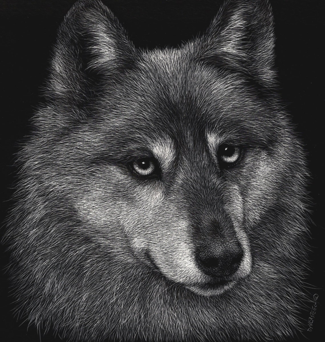 Marcus, Gray Wolf, Original Scratchboard Drawing, Endangered Species ...